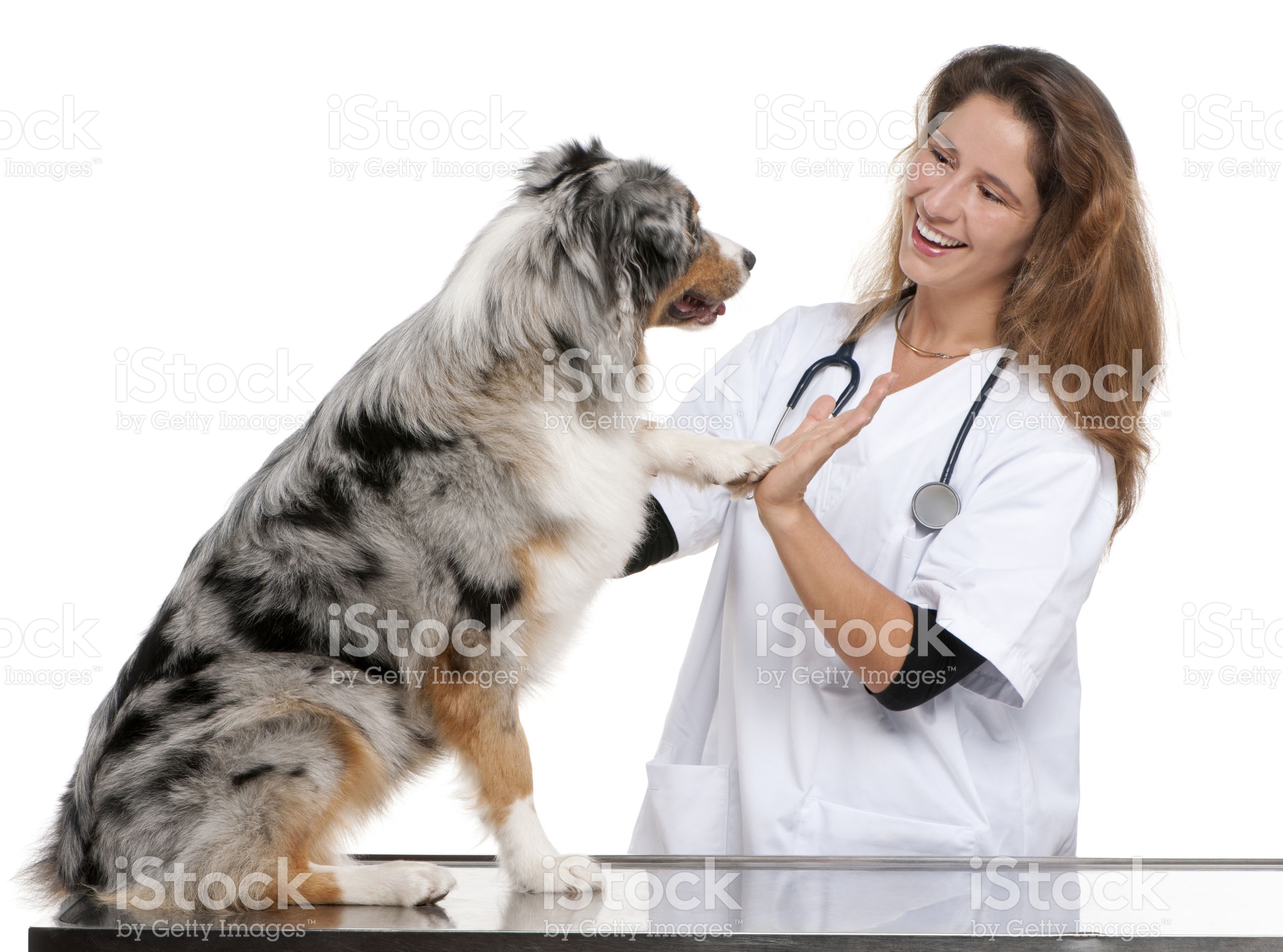 Kennel Accessories | Direct Animal