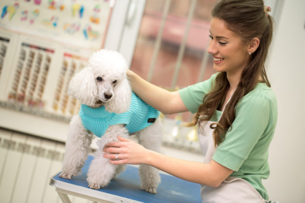 Professional Pet Grooming Equipment | Direct Animal